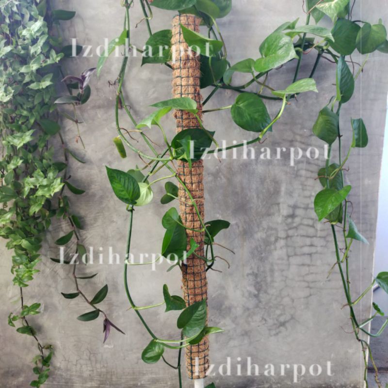 Jual rambatan tanaman | turus penyangga tanaman rambat panjang 90cm ...