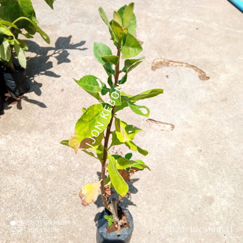 Jual bibit tanaman daun beluntas luntas untuk sayur dan lalapan ...