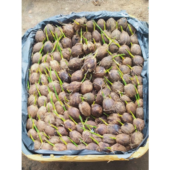 Jual Bibit pinang unggulan Batara tinggi 30cm dijamin hidup 30 pcs ...