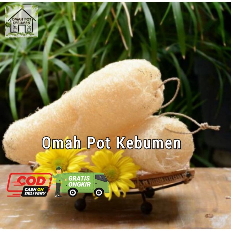 Jual Sponge Loofah Vegetable Spons Gambas Oyong Cucurbitaceae Natural ...