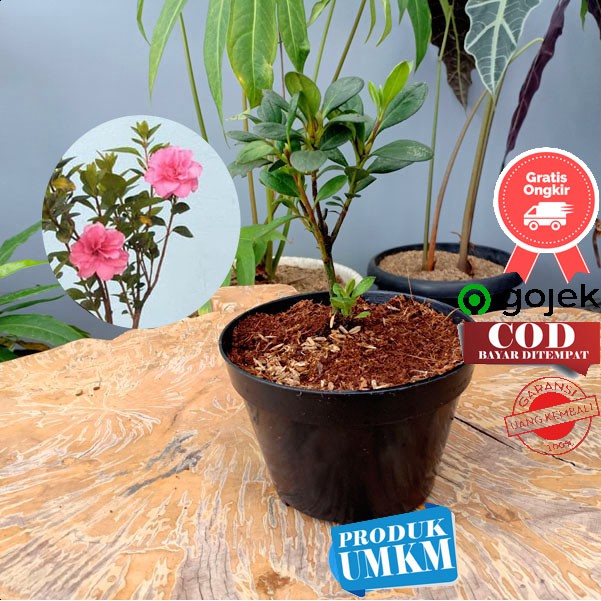 Jual Tanaman hias cantik dan menarik Azalea bunga pink tumpuk | Shopee ...
