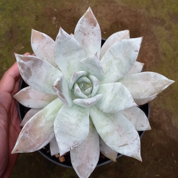 Jual echeveria mexican giant bigsize | Shopee Indonesia