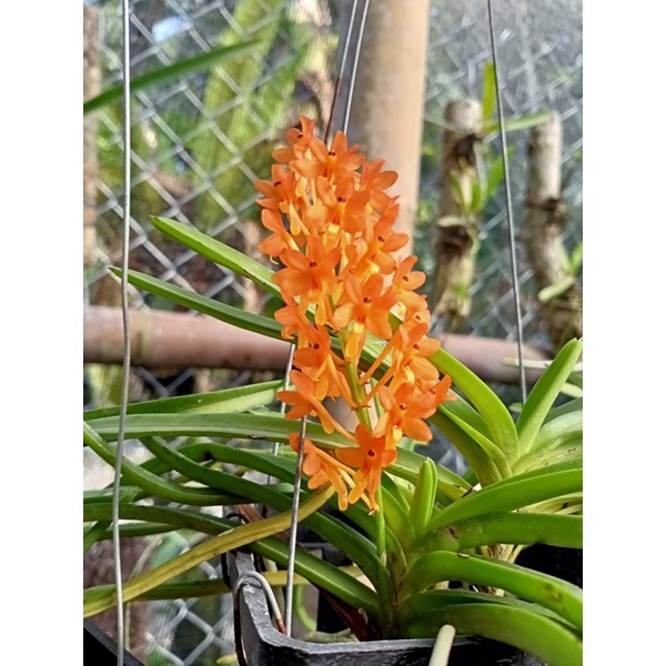 Jual Anggrek Ascocentrum miniatum - Anggrek spesies - Vanda mini ...