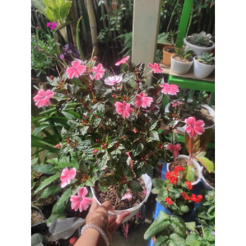 Jual iriancis pink/ bunga iriancis batik/ bunga pacar air/pacar pink ...