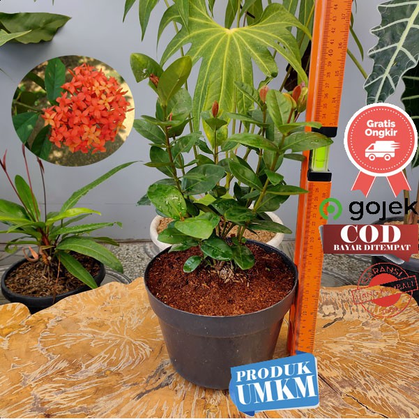 Jual Tanaman hias Cantik dan menarik Asoka siantan bunga orange ...