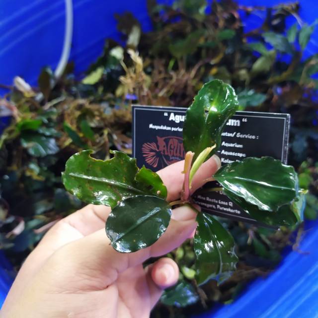 Jual Bucephalandra Skeleton King Buce SK - Tanaman Aquascape Aquarium ...