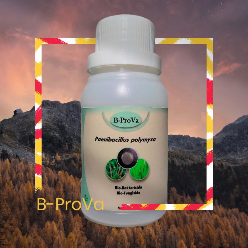 Jual [B-PROVA] Isolat Paenibacillus polymyxa Media Cair | Shopee Indonesia