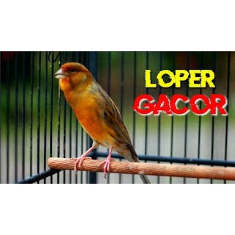 Jual KENARI LOPER GACORAN FULL (HIDUP) | Shopee Indonesia