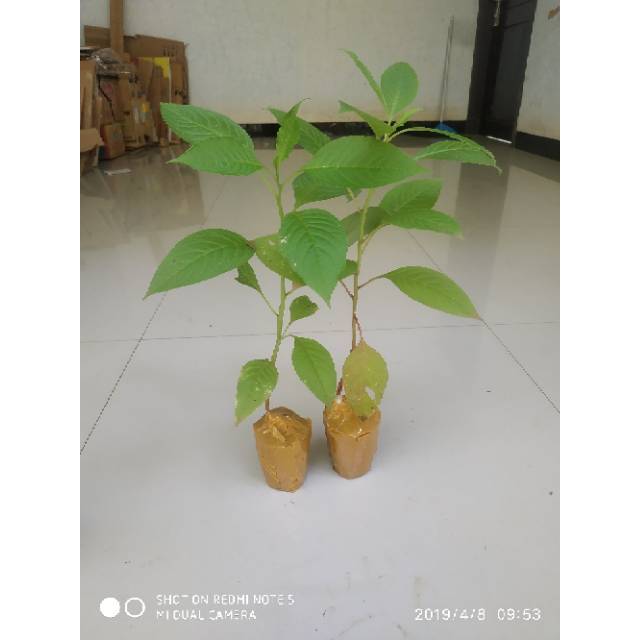 Jual Bibit ginseng merah Korea | Shopee Indonesia