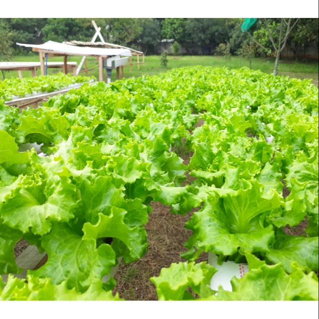 Jual Selada kriting | Shopee Indonesia