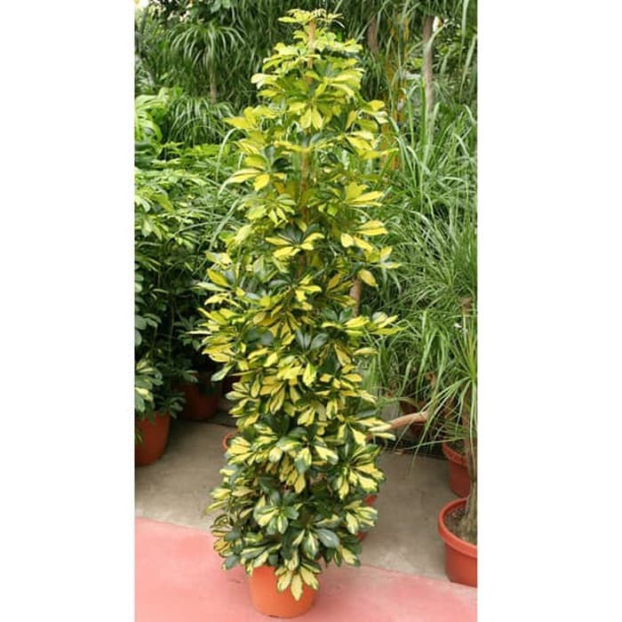 Jual Tanaman hias Walisongo hybrid - schefflera arboricola variegata | Jenis tanaman hias yang ...