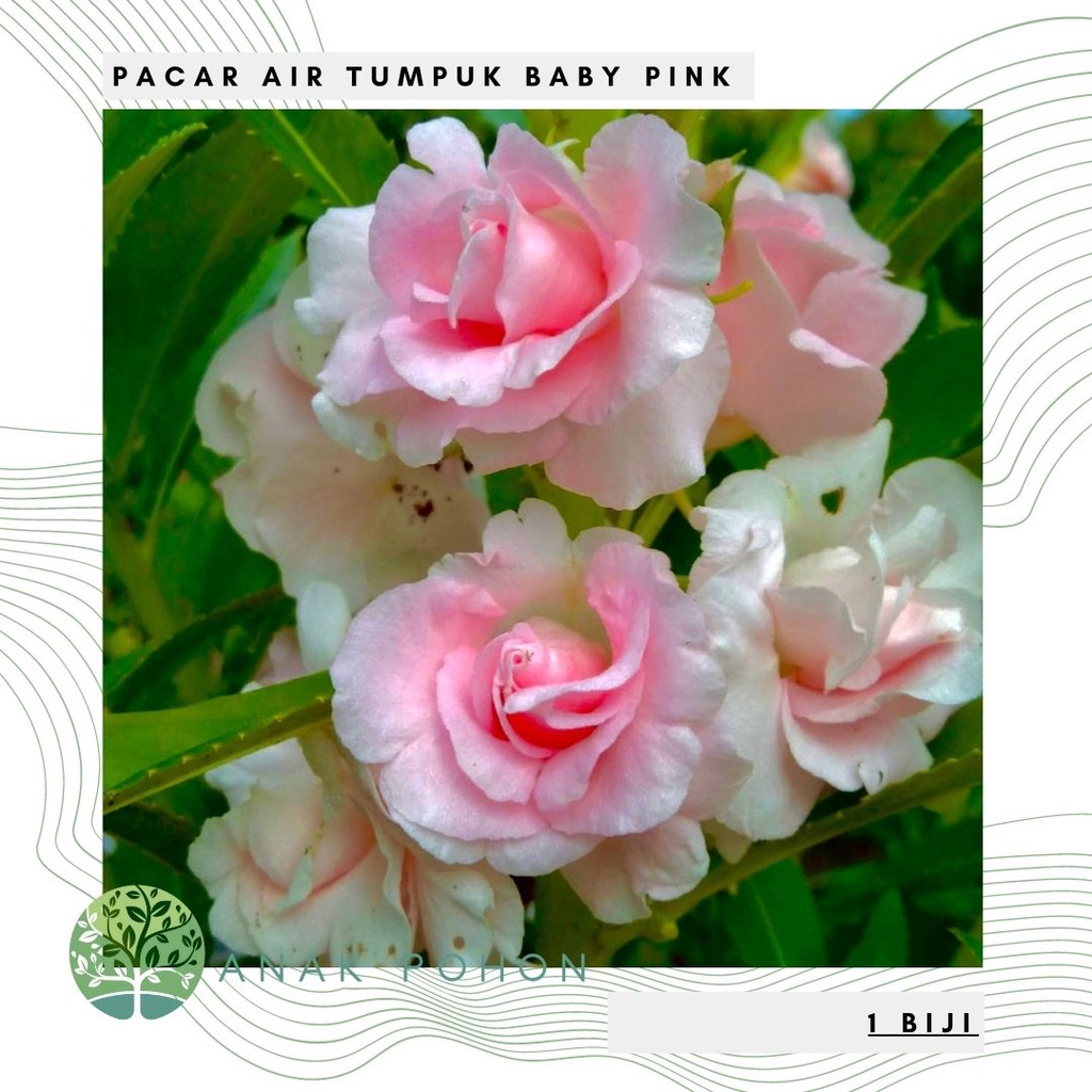 Jual Benih Bibit Biji - Bunga Pacar Air Tumpuk BABY PINK Rose Balsam ...