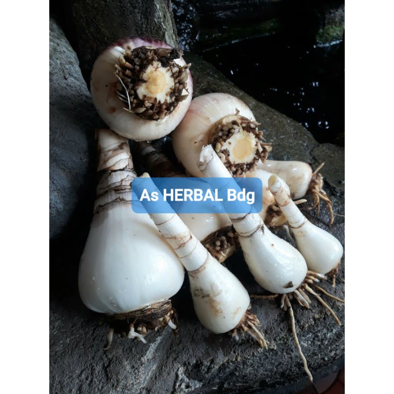 Jual Umbi bakung bibit umbi bakung tanaman bakung amarilis amarilys 300 ...