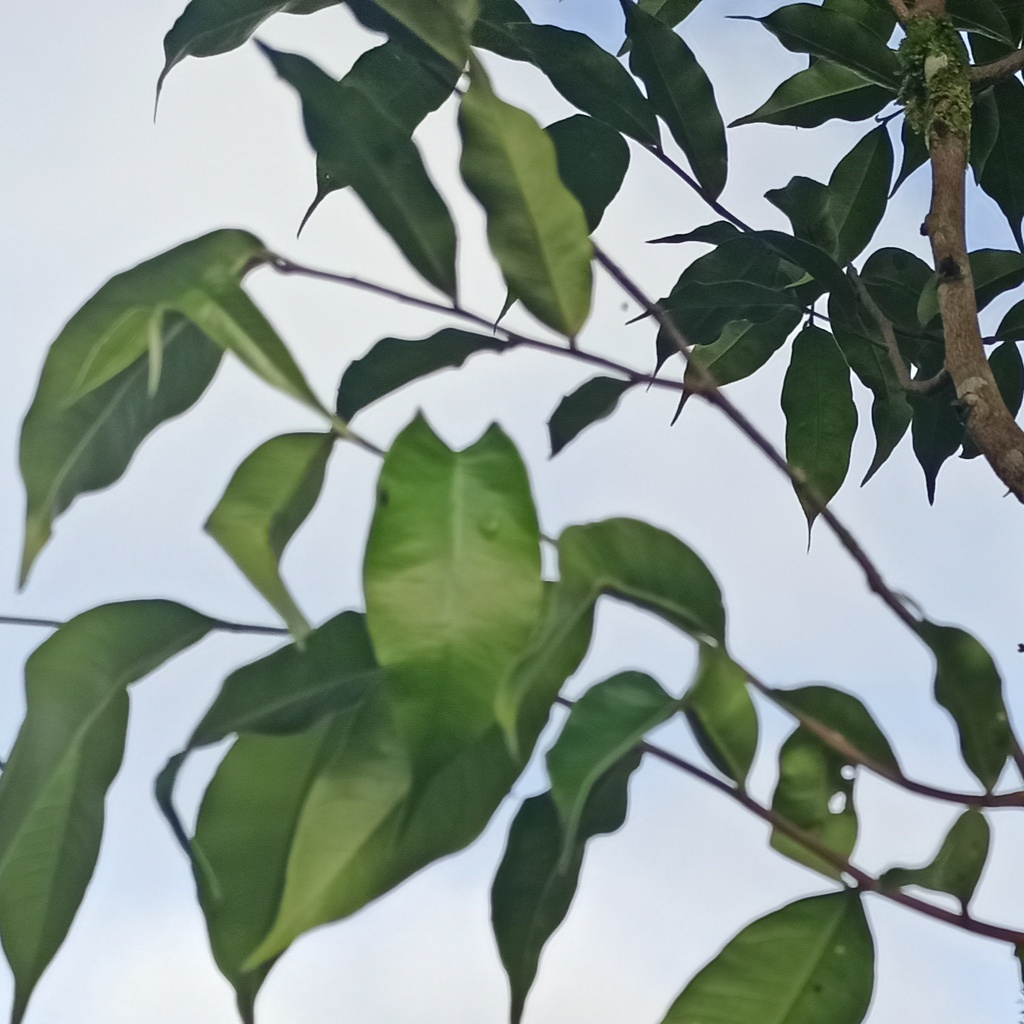 Jual Penurun Kolesterol Alami Daun Gaharu Kalimantan per lembar ...