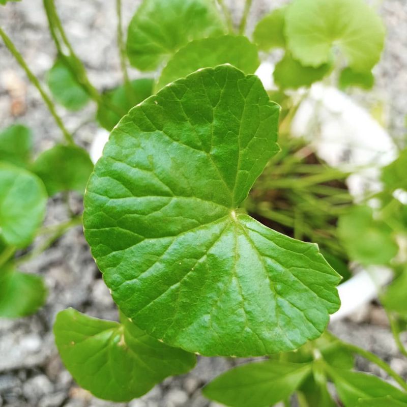 Jual Tanaman pegagan/Gotu kola/kodavan/Indian pennywort (Centella ...
