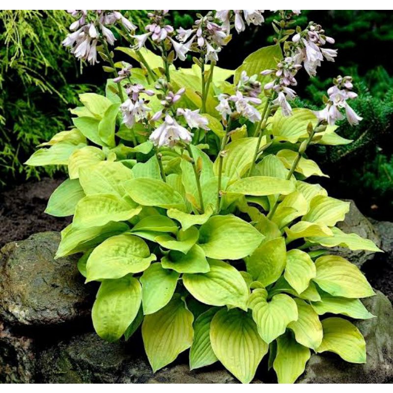 Jual Hosta plantaginea/Fragrant plantain lily/august lily hosta august ...