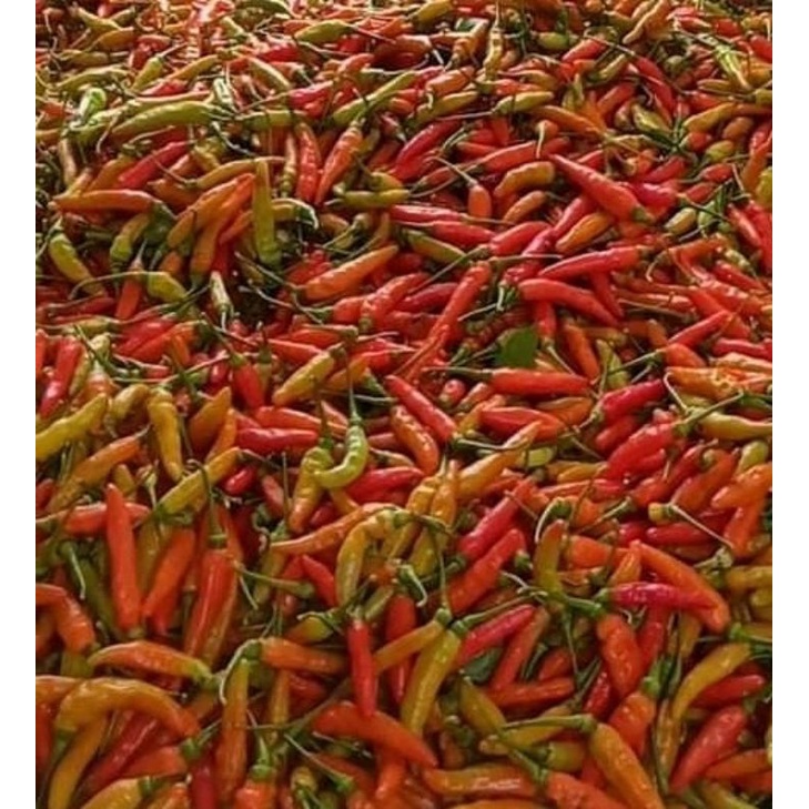 Jual CABE SETAN 100g | Shopee Indonesia