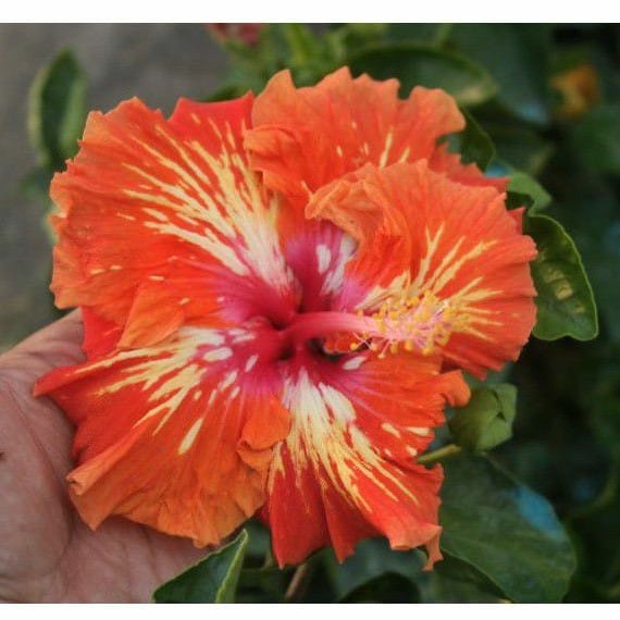 Jual Tanaman Bunga Hibiscus Okulasi Tumpuk Import/ Bunga Sepatu Warna ...