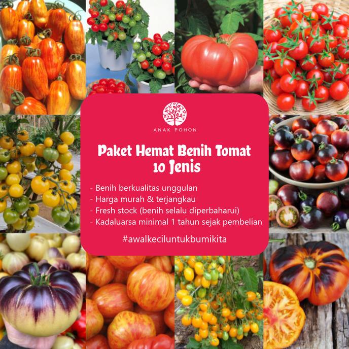 Jual PAKET HEMAT - Benih Tomat Heirloom Tomato 10 Jenis Varian - 50 ... Jual PAKET HEMAT - Benih Tomat Heirloom Tomato 10 Jenis Varian - 50 ...
