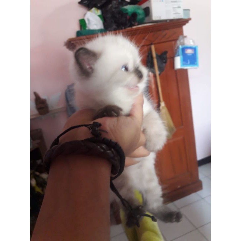 Jual KUCING KITTEN RAGDOLL | Shopee Indonesia