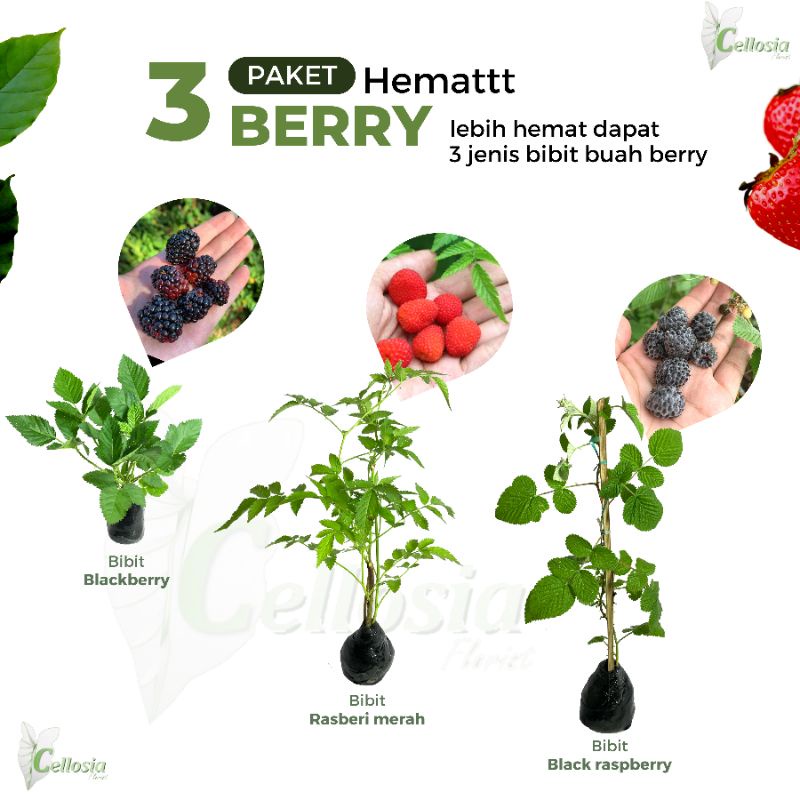Jual Paket Hemat 3 Jenis Tanaman Berry - Berryan | Shopee Indonesia