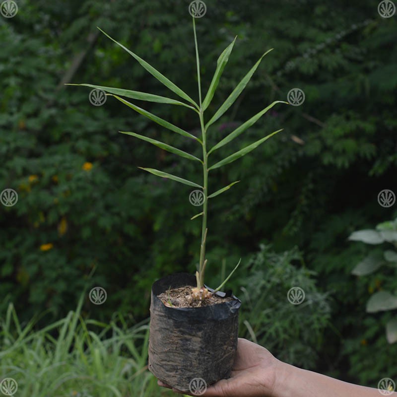 Jual Tanaman Jahe Emprit | Shopee Indonesia