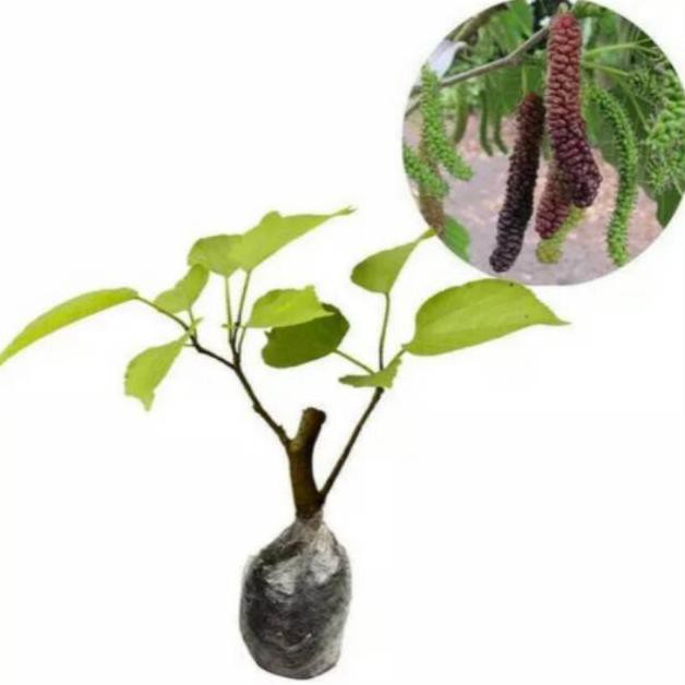 Jual Bibit tanaman long murbai murbay buah panjang yesss | Shopee Indonesia
