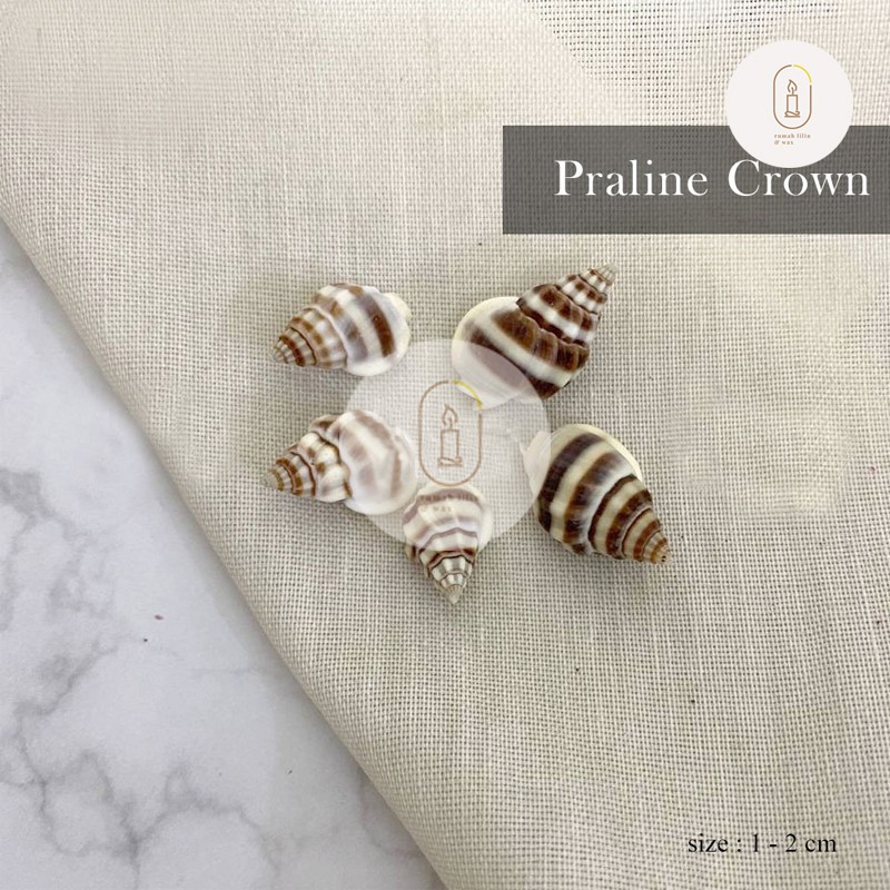 Jual Sea Shell Collections - Dekor - Bintang Laut - Kulit kerang - Hiasan Sabun Lilin Scrapbook ...