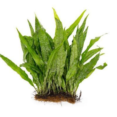 Jual kadaka java fern tanaman aquascape | Shopee Indonesia