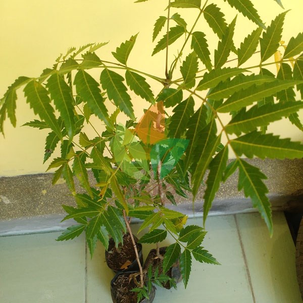 Jual bibit tanaman mimba | Shopee Indonesia