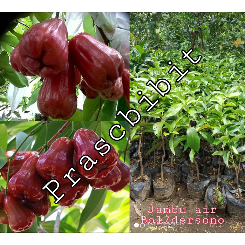 Jual bibit jambu air Bol/jamaika ( dersono ) | Shopee Indonesia