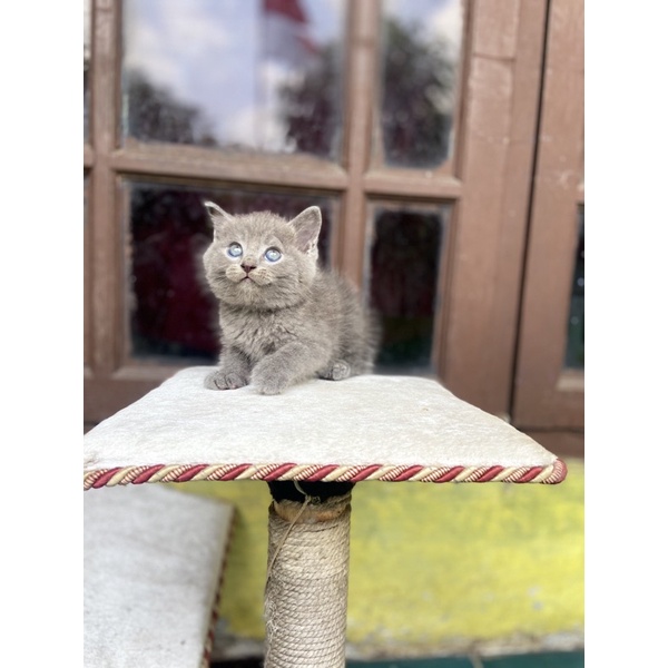 Jual KUCING KITTEN BSH BLUE || BRITISH SHORT HAIR BLUE | Shopee Indonesia