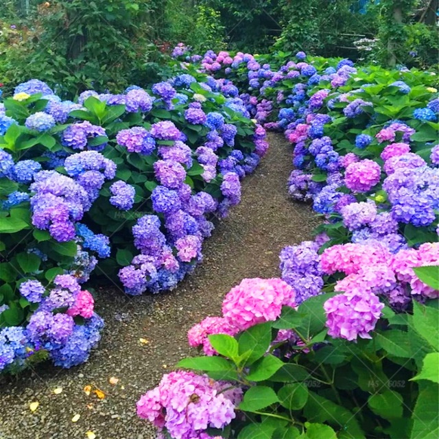 Jual Pohon Bunga Pancawarna Tanaman Berbunga (Hydrangea macrophyla ...