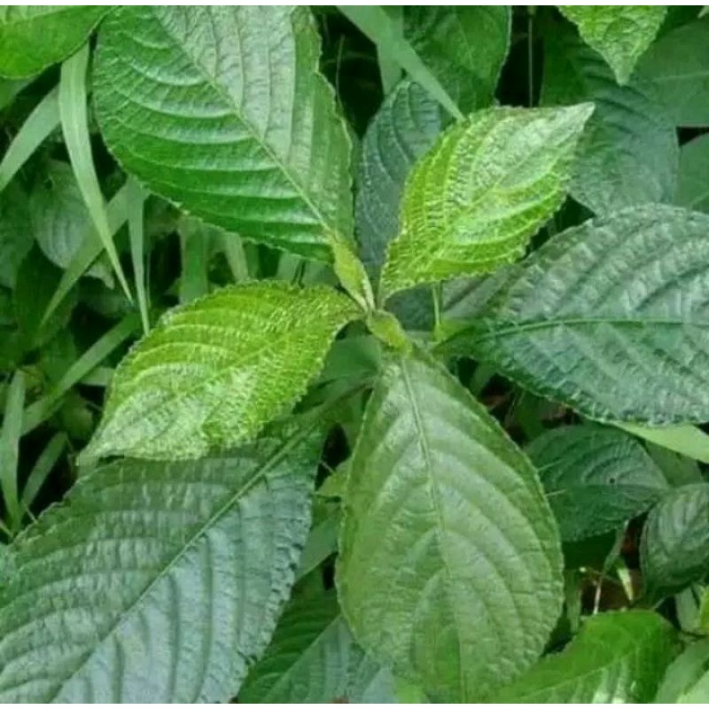 Jual Daun keji beling atau pecah beling segar | Shopee Indonesia