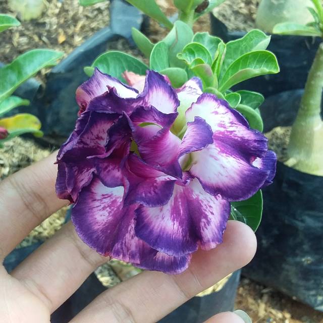 Jual Adenium bunga tumpuk ID Lembayung | Shopee Indonesia