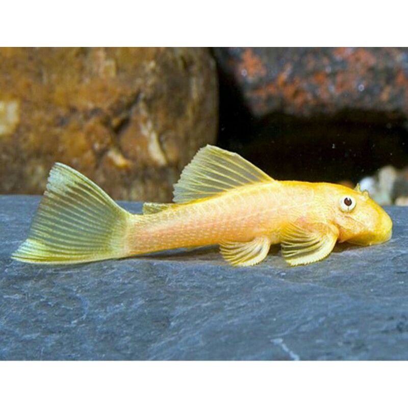 Jual brushmouth mini albino ikan sapu sapu albino mini | Shopee Indonesia