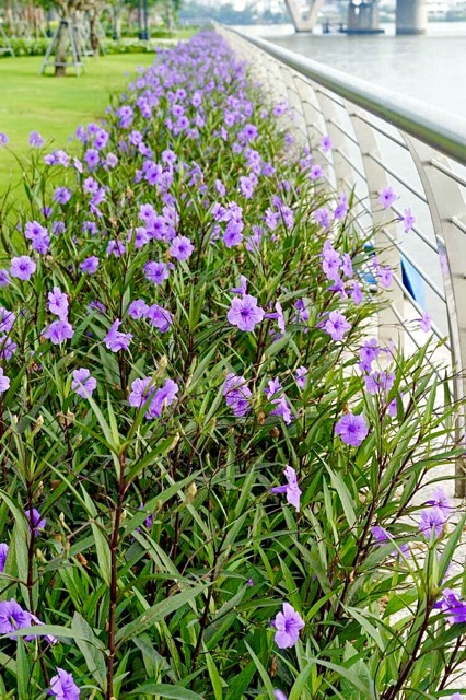 Jual BIBIT BUNGA RAWELIA/RUELLIA ATAU MEXICAN PETUNIA UNGU | Shopee ...