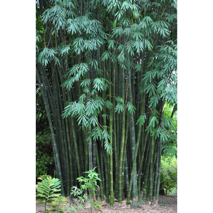 Jual Bibit bambu sembilang cina / bambu kultur jaringan / bambu ...