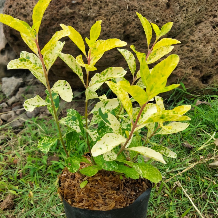 Jual tanaman melati costa | Shopee Indonesia