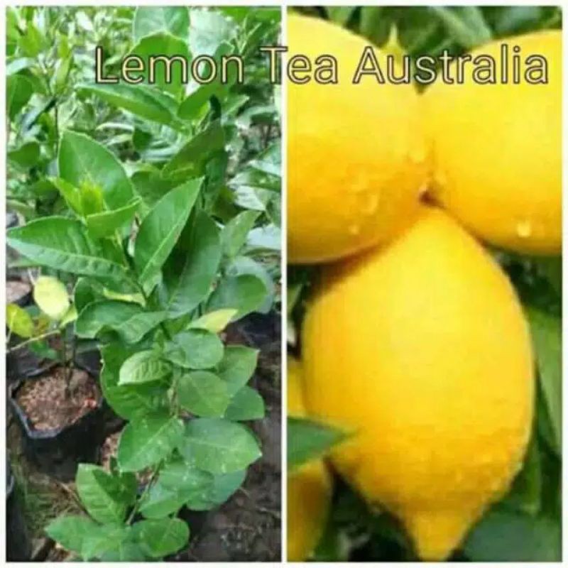 Jual bibit buah tanaman jeruk lemon Australia (WISATA FLORA) | Shopee ...