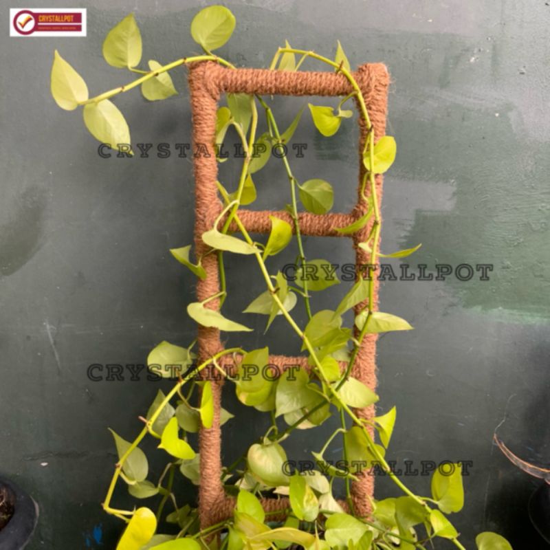 Jual TURUS TANGGA RAMBATAN PENYANGGA TANAMAN RAMBAT 70CM - TURUS TANGGA ...