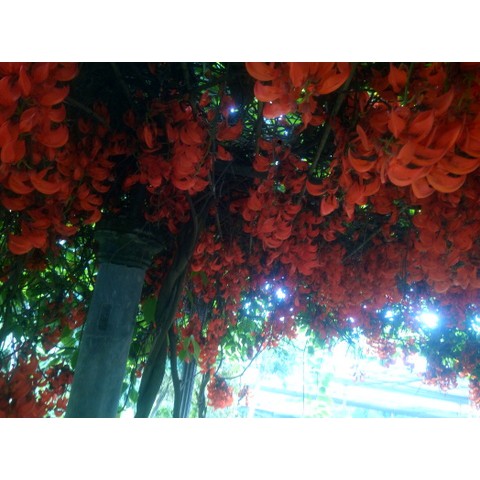 Jual Tanaman Bunga Irian Flame Atau Irian Of Flame Orange (mucuna ...