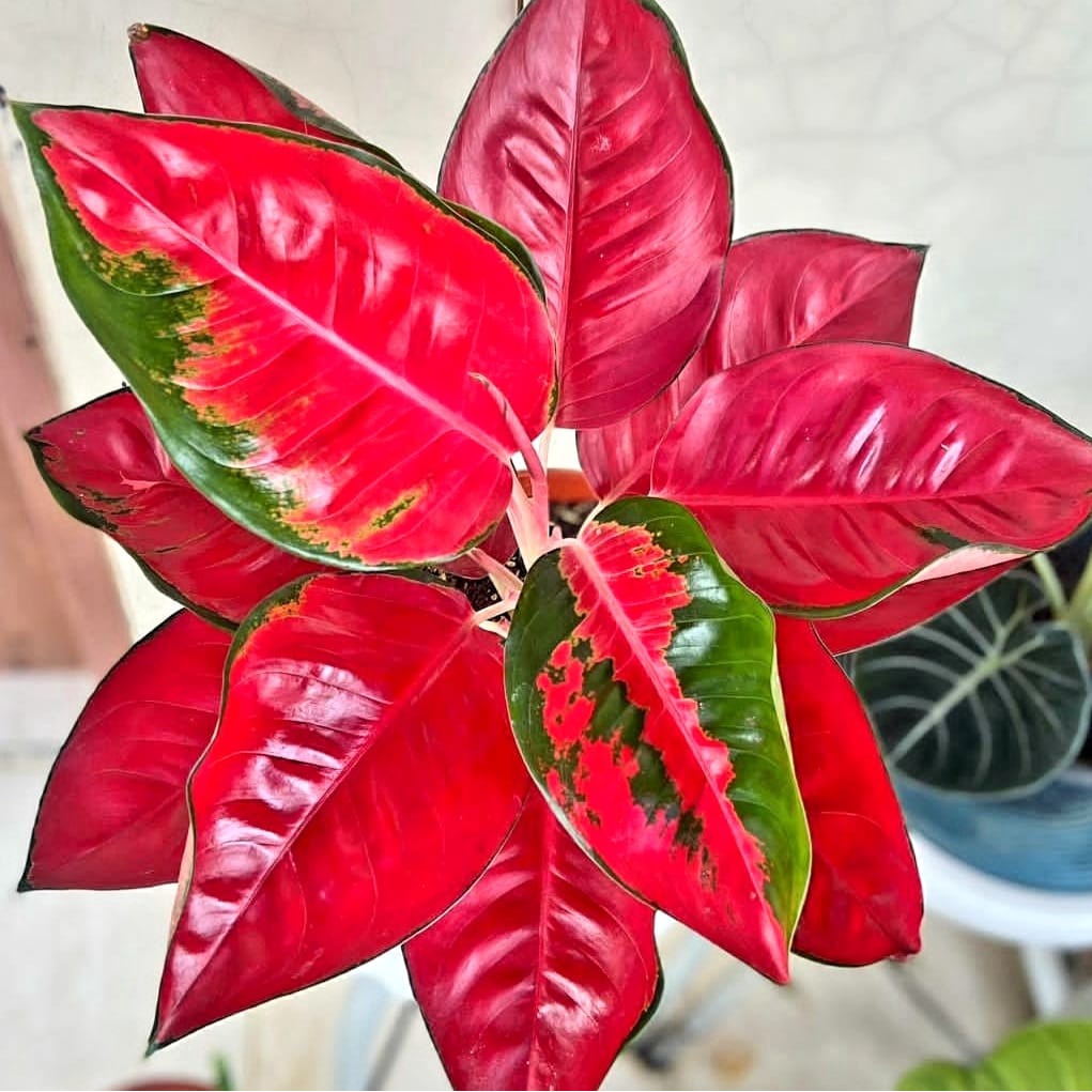 Jual Aglonema Suksom Jaipong Daun Rimbun Dewasa (BISA COD) I Tanaman ...