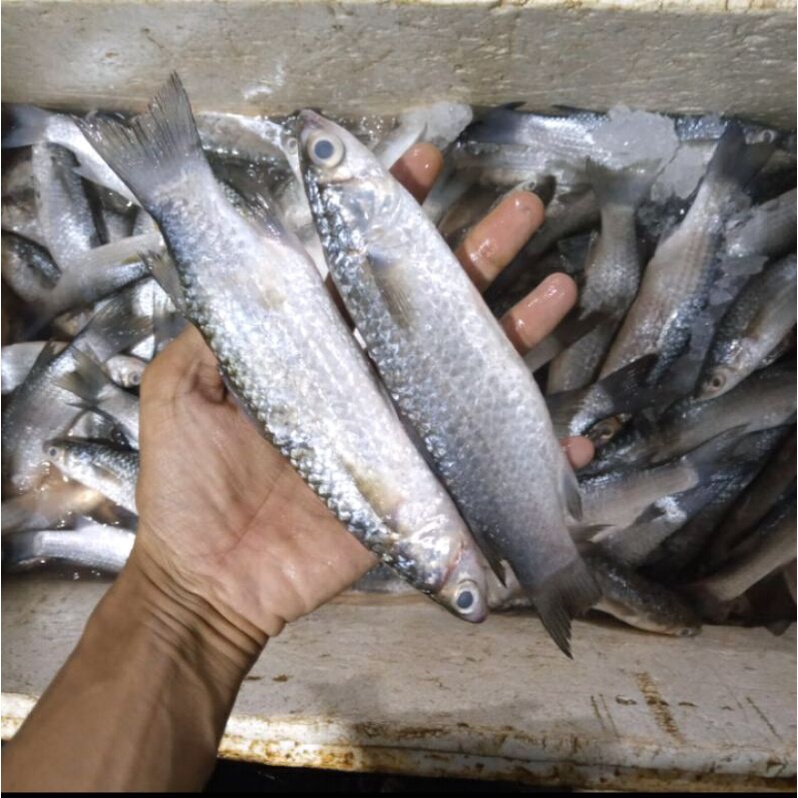 Jual Ikan Balanak Segar 1 kg | Shopee Indonesia