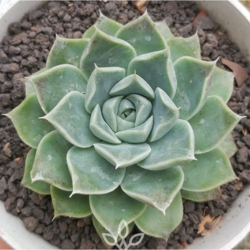 Jual paket skulen | Shopee Indonesia