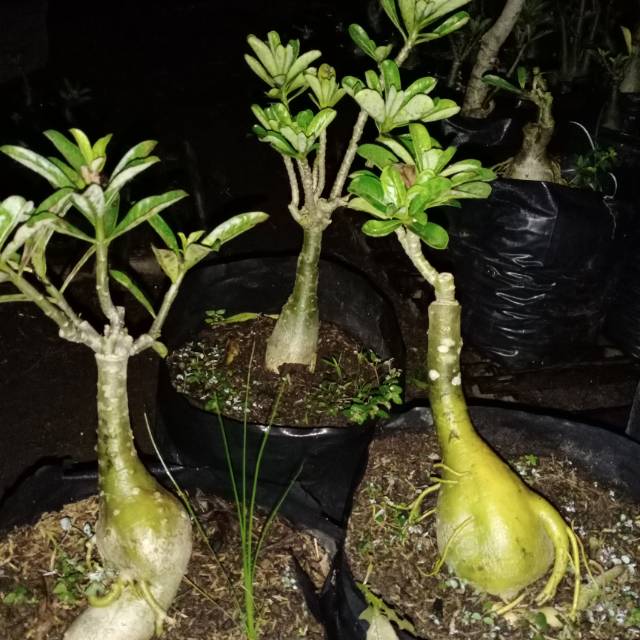Jual ADENIUM | Shopee Indonesia