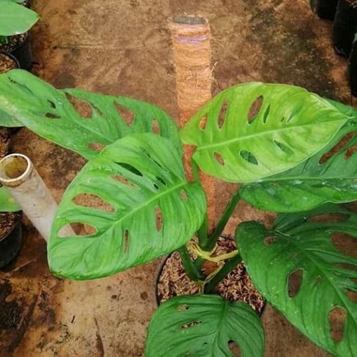 Jual tanaman hias monstera adansoni -janda bolong daun besar -monstera ...