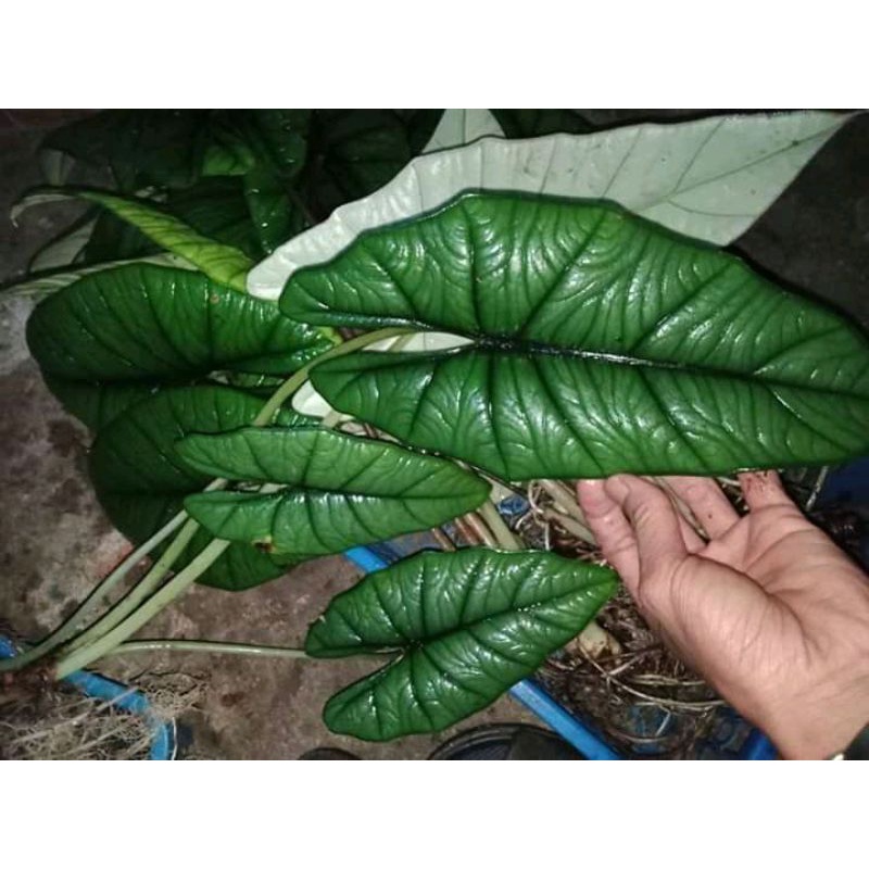 Jual bongolan alocasia Bisma | Shopee Indonesia