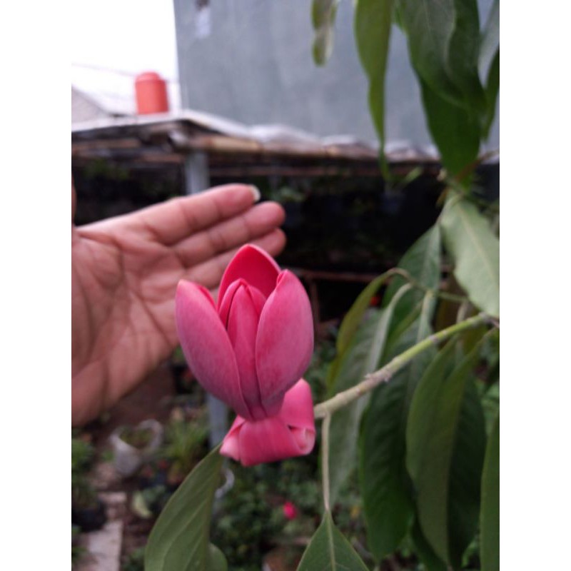 Jual Bunga Cempaka Merah, Kuncup cempaka merah | Shopee Indonesia