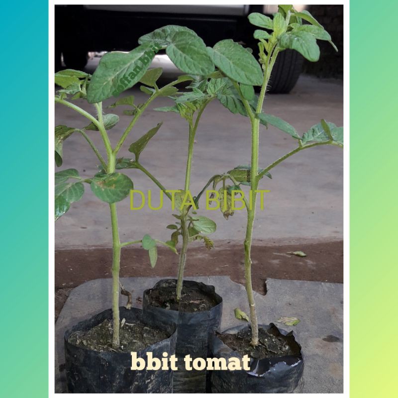 Jual BIBIT TOMAT(beli 10 bonus 1) promo | Shopee Indonesia